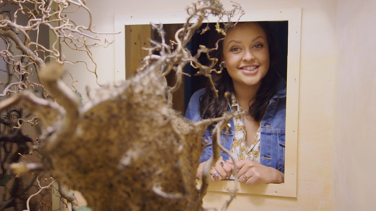 Teeny Tiny Creatures - Series 1 - Ferne and Rory: 10. Ants - BBC iPlayer