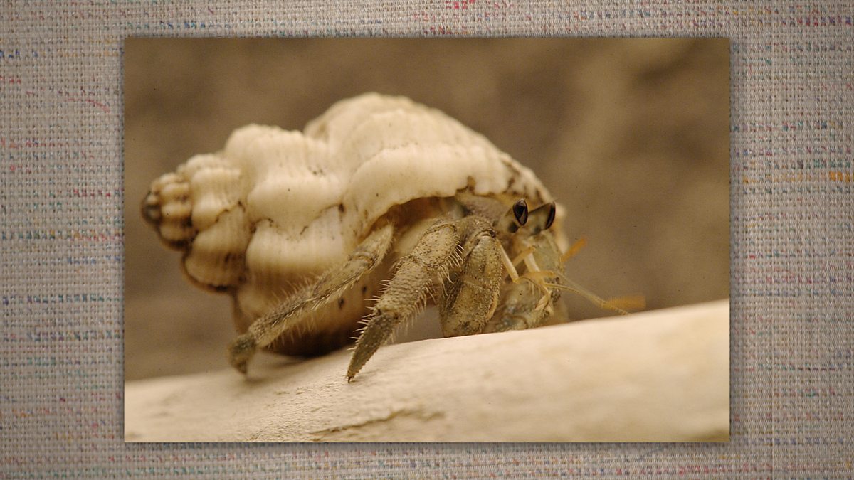 Tik Tak - Series 2: Episode 25 - BBC iPlayer