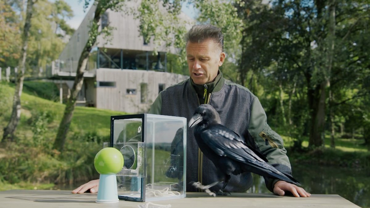 BBC Two - Chris Packham's Animal Einsteins, Series 1, Masterminds, The ...