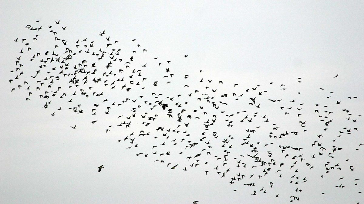BBC Radio 4 - Drama on 4, Murmuration