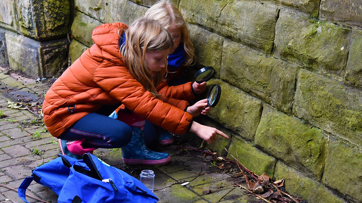 Lets Go for a Walk - Series 3: 3. Ten-Mile Snake and Willow Tree Walk ...