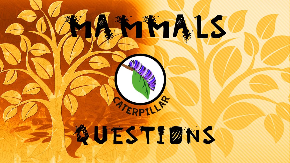 BBC Scotland - Learn at BBC Scotland, P5 MAMMALS QUESTIONS - Caterpillar