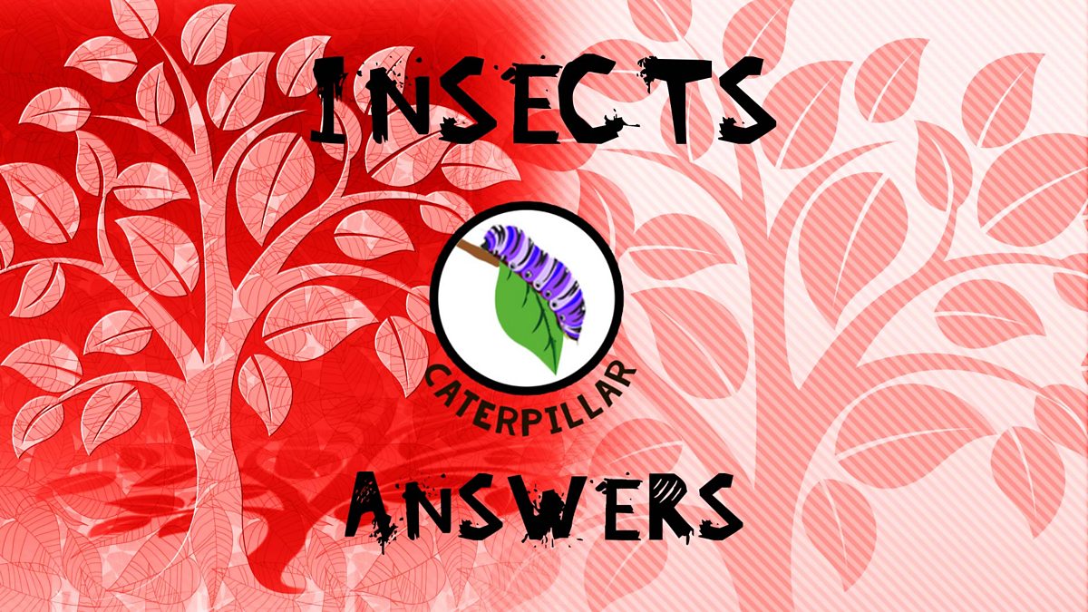 BBC Scotland - Learn at BBC Scotland, P5 INSECTS ANSWERS - Caterpillar ...