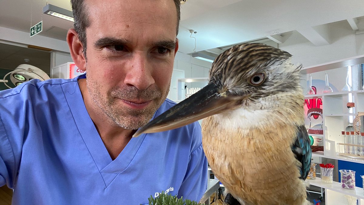 Operation Ouch! - Series 9: 11. Blink and You’ll Miss It! - BBC iPlayer