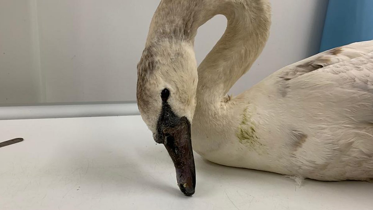 BBC Radio Norfolk - Stephen Bumfrey, Swan shot with air gun put to sleep