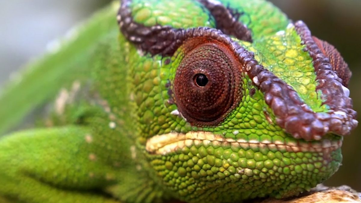 CBeebies - Colours, CBeebies: Colours 'Green' clip