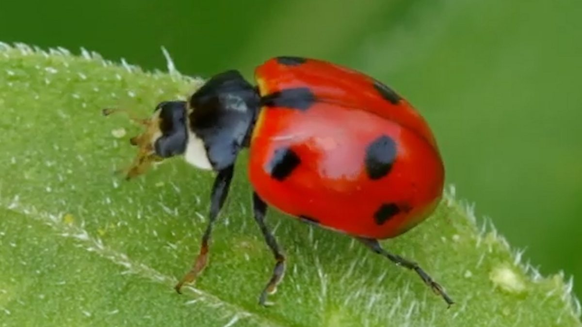 CBeebies - Colours, CBeebies: Colours 'Red' clip