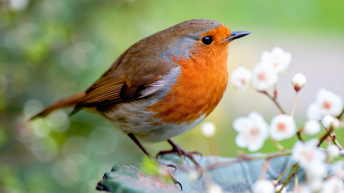 BBC Radio 3 - Breakfast, Robin