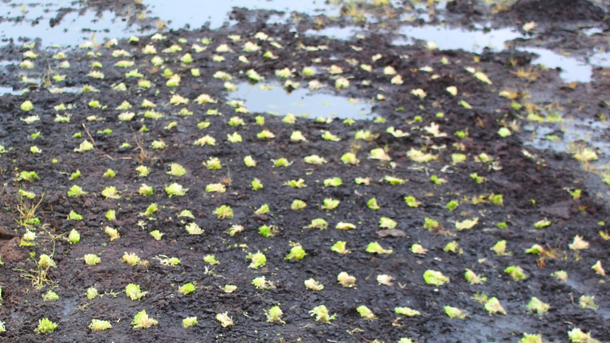 BBC Radio 4 - 39 Ways to Save the Planet, Bog-tastic!