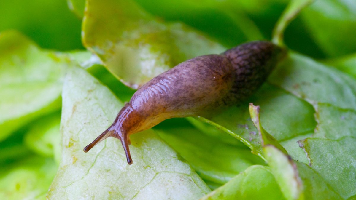 BBC Radio Ulster - Gardeners' Corner, Making raised beds and slugs; the ...