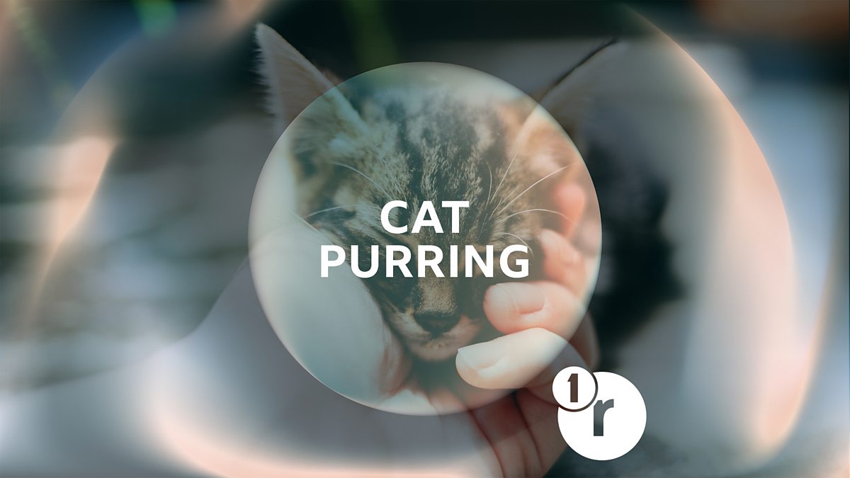 BBC Radio 1 - Radio 1's Relaxing ASMR, Cat Purring