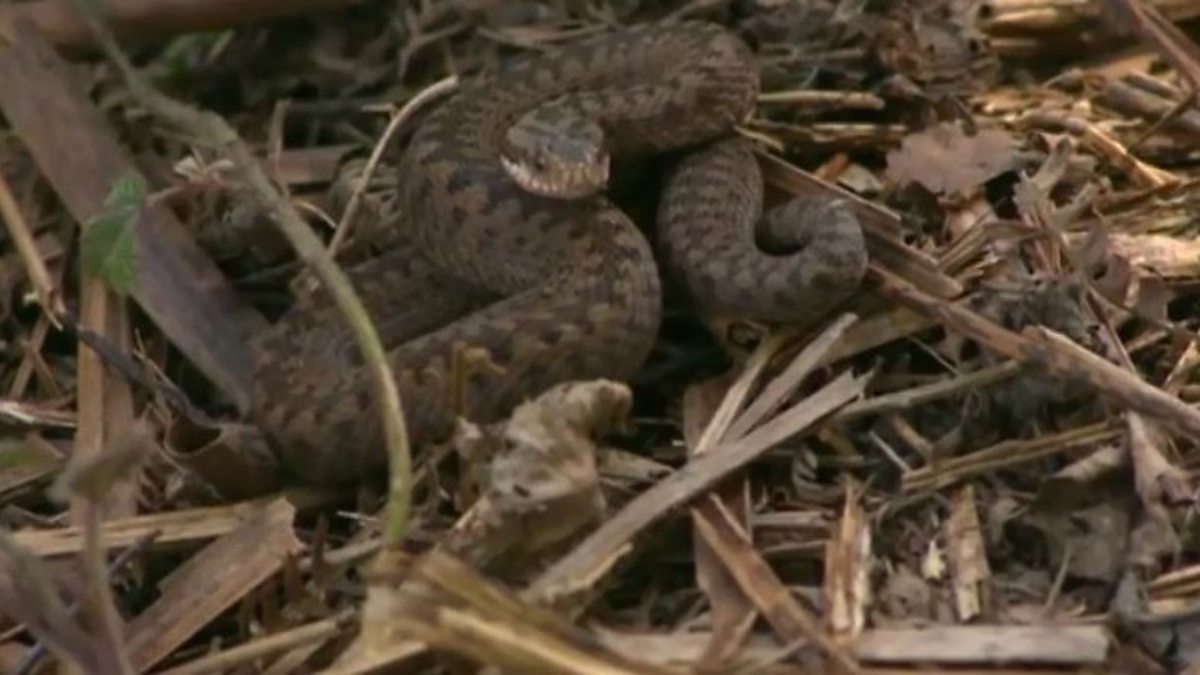 BBC Radio Cornwall - James Churchfield, 27/04/2021, Adder bites in dogs ...