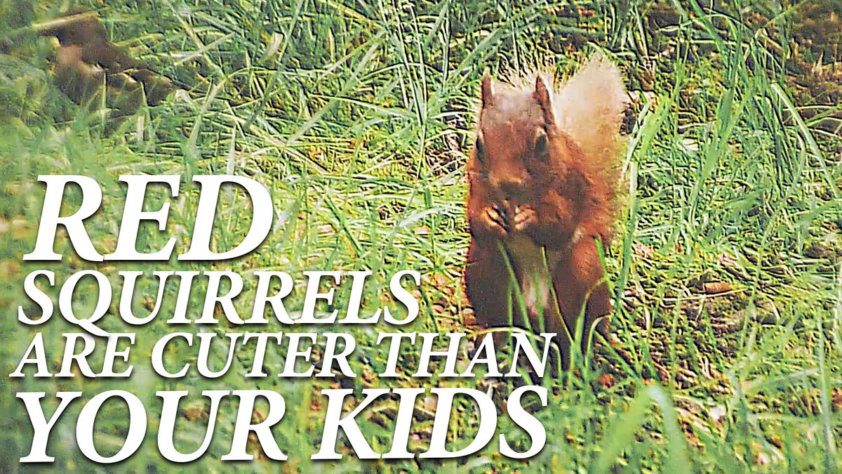 BBC - The Social, Red Squirrels Are Cuter Than Your Kids