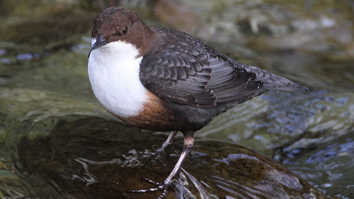 BBC Radio Wales - Country Focus, Dedication to Dippers, Dippy about ...