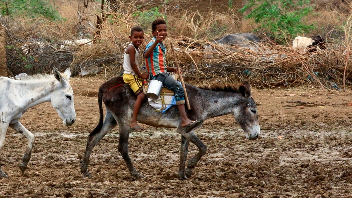 BBC World Service - Newsday, Calls to ban the slaughter of donkeys for ...