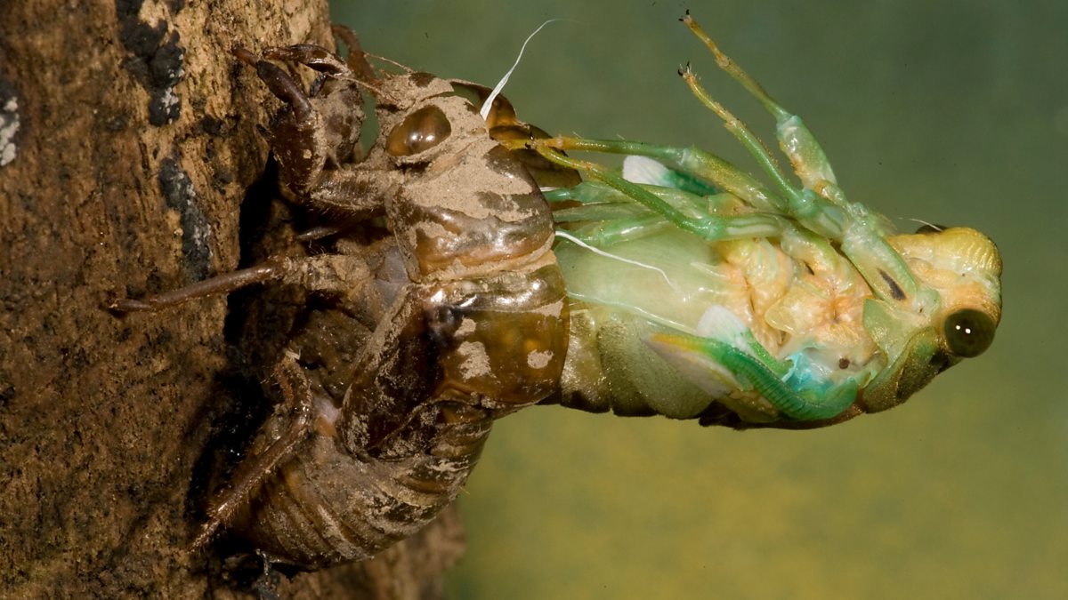 BBC World Service - Newsday, Get ready for the cicada invasion