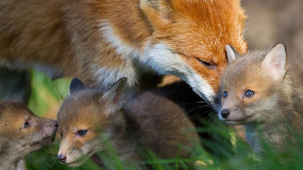 BBC Two - Springwatch - In pictures... The magic of spring