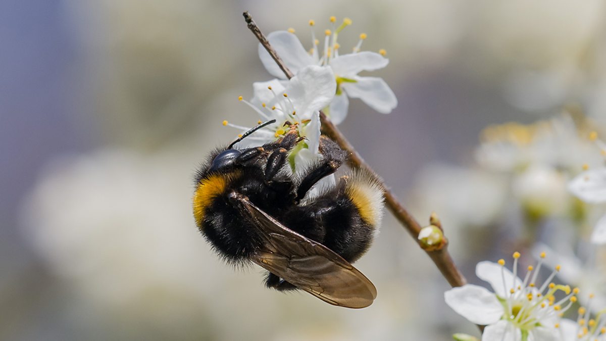 BBC Two - Springwatch - The Spring Watchlist