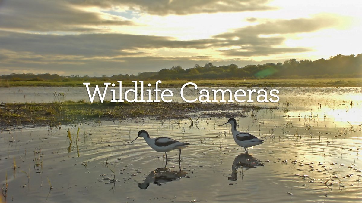 BBC Two - Springwatch Wildlife Cameras