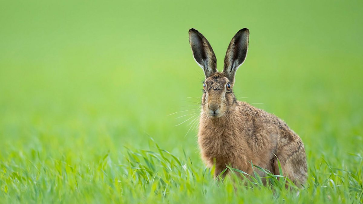 BBC Two - Springwatch, 2021, Episode 9 - Clips