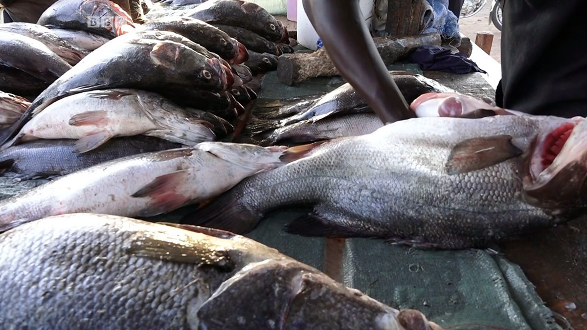 BBC World Service TV - Smart Money, Fishermen in Mwanza, Tanzania are ...
