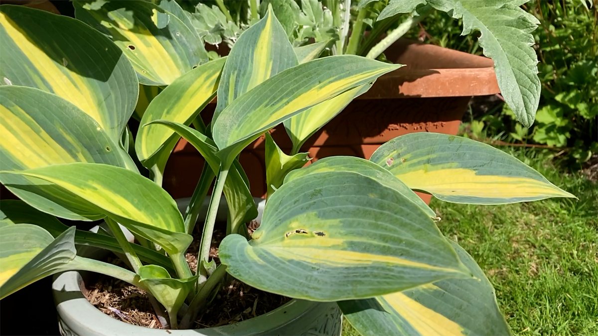 BBC Radio Ulster - Gardeners' Corner, Fabulous foliage!