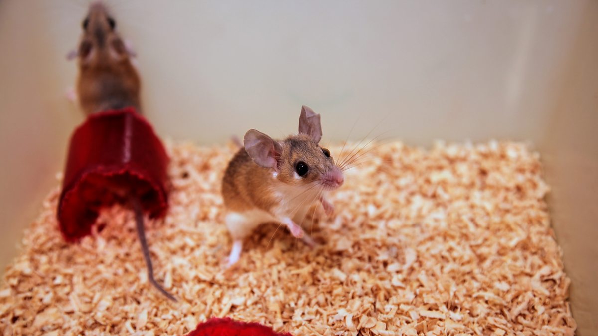 BBC World Service - CrowdScience, What is the point of menstruation ...