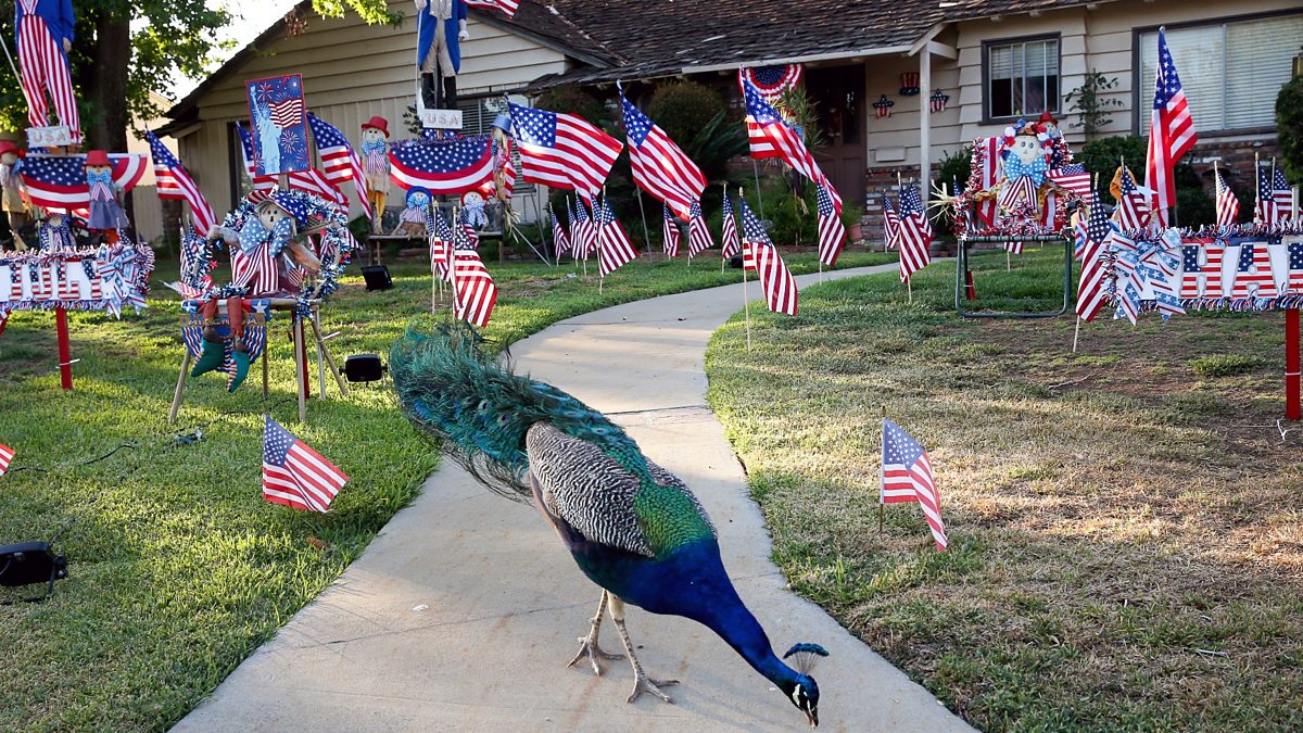 BBC World Service - Newsday, LA's peacock problem: 'The damage they do ...