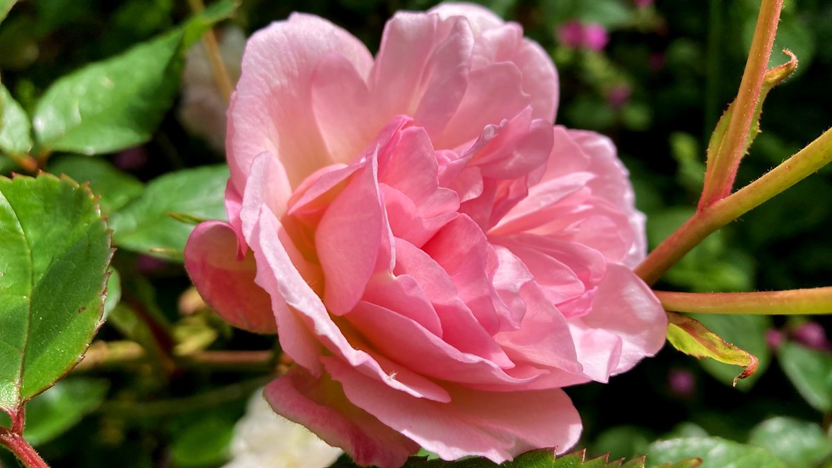 BBC Radio Ulster - Gardeners' Corner, The cut flower craze, bolting ...