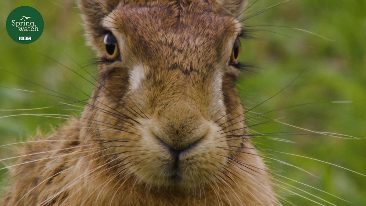 BBC Two - Springwatch, 2021, Episode 12, The hares of Wild Ken Hill