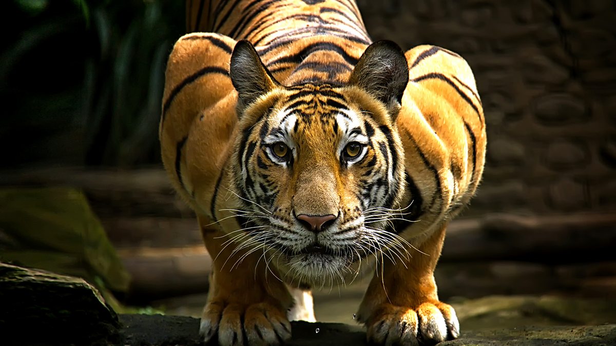 BBC World Service - Discovery, Tooth and claw: Tigers
