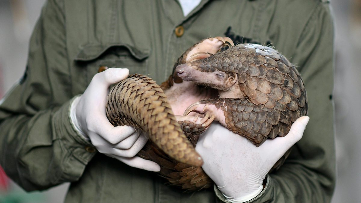 BBC World Service - Newsday, The pangolin man of Vietnam