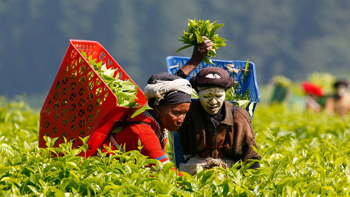 BBC World Service - Focus on Africa, A traditional South African tea ...