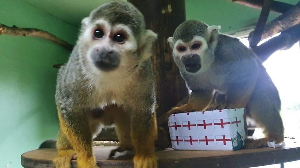 BBC Radio Berkshire - Andrew Peach, Beale Park's 'psychic' squirrel ...