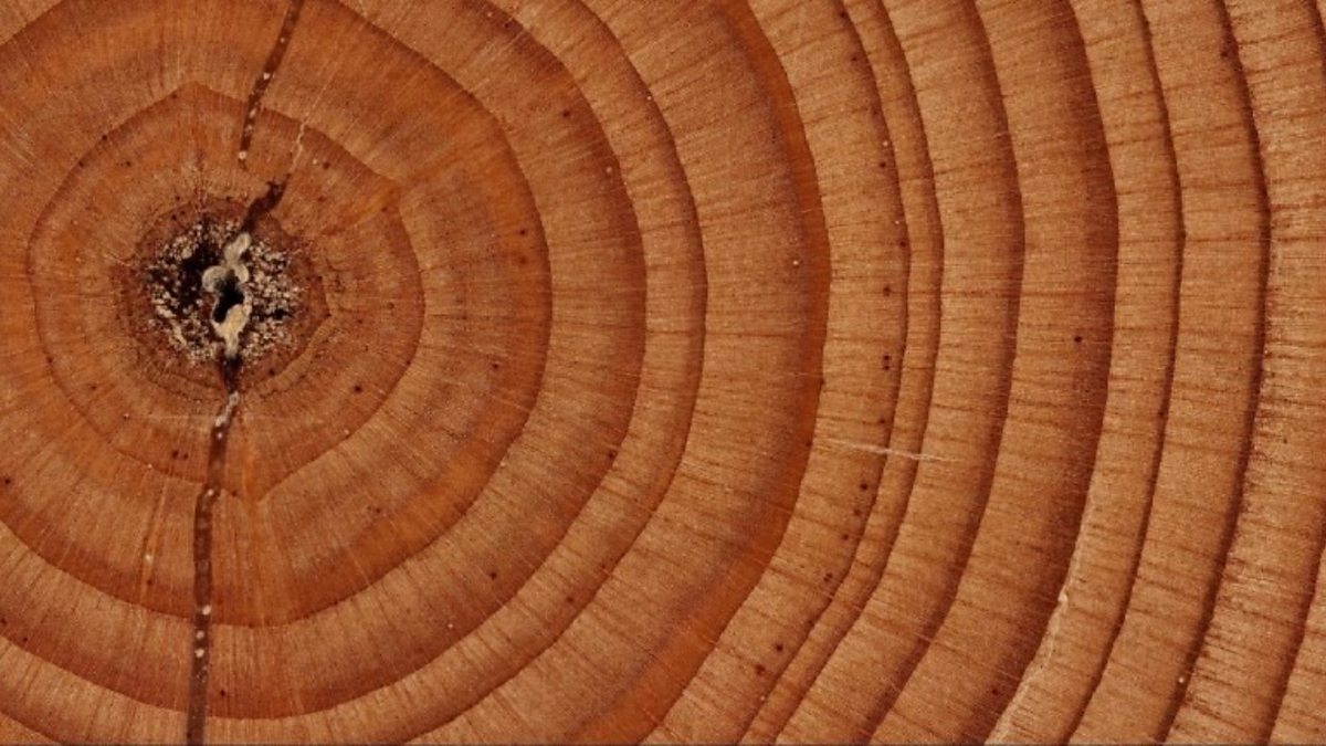 BBC World Service - Newshour, What tree rings tell us about climate change