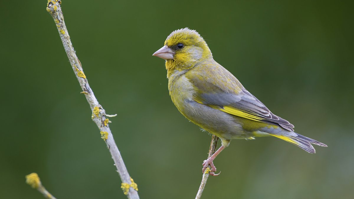 BBC Radio 3 - Breakfast, Greenfinch