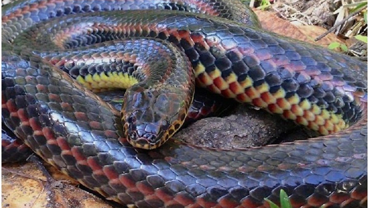BBC Radio Cymru - Bore Cothi, Lois Ieuan dangos nadroedd yn y Sioe Fawr.