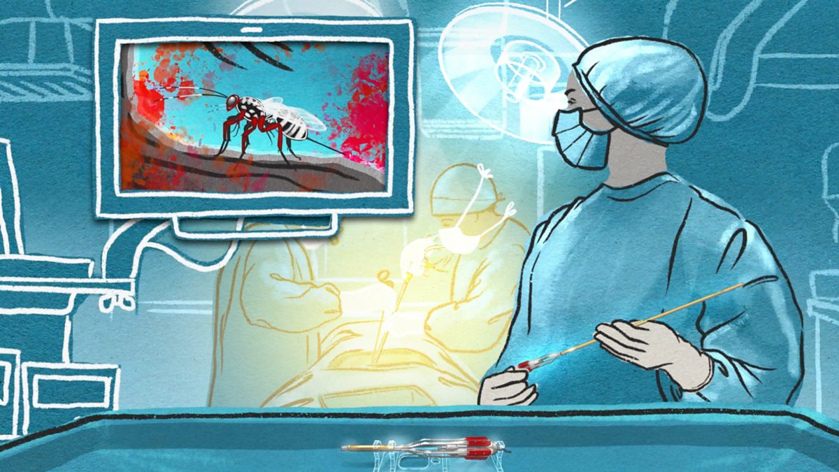 BBC World Service - 30 Animals That Made Us Smarter, Wasp and keyhole ...