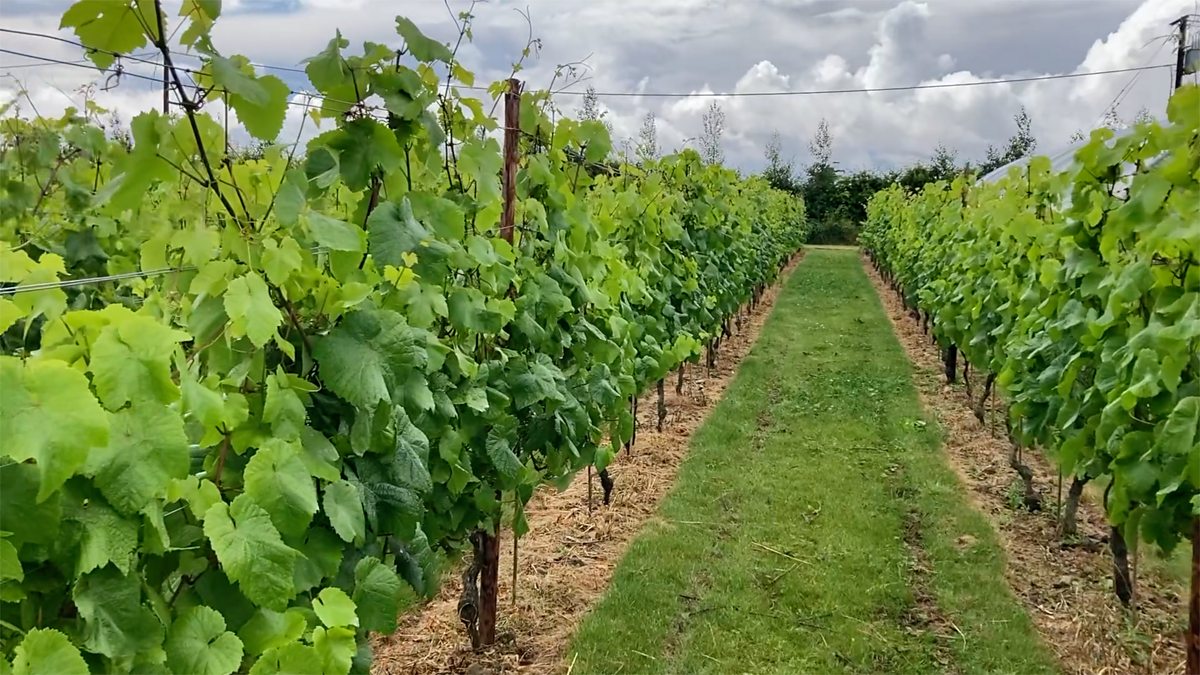 BBC Radio Ulster - Gardeners' Corner, An Irish vineyard
