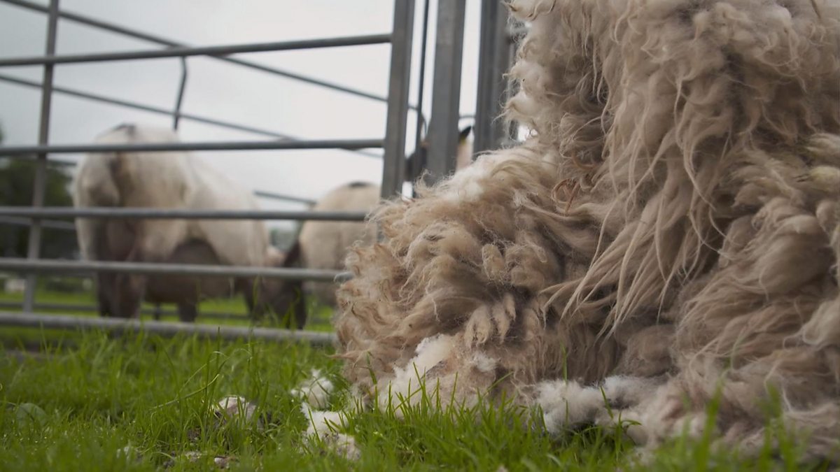 BBC Radio Cymru - Bwletin Amaeth, Wythnos Wlân Prydain