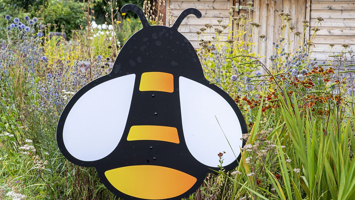 BBC Radio 2 - Radio 2's Big Bee Challenge - The Big Bee Challenge live ...