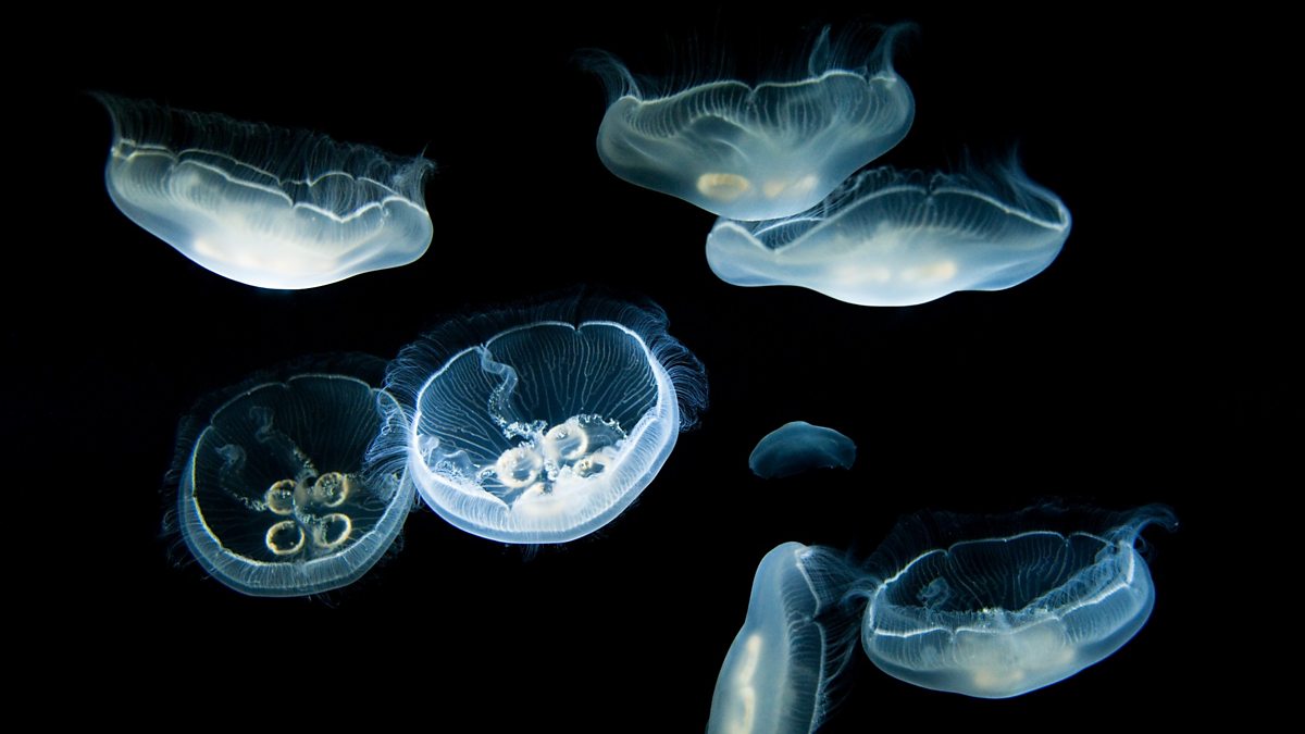 BBC Radio Ulster - The Lynette Fay Show, Jellyfish