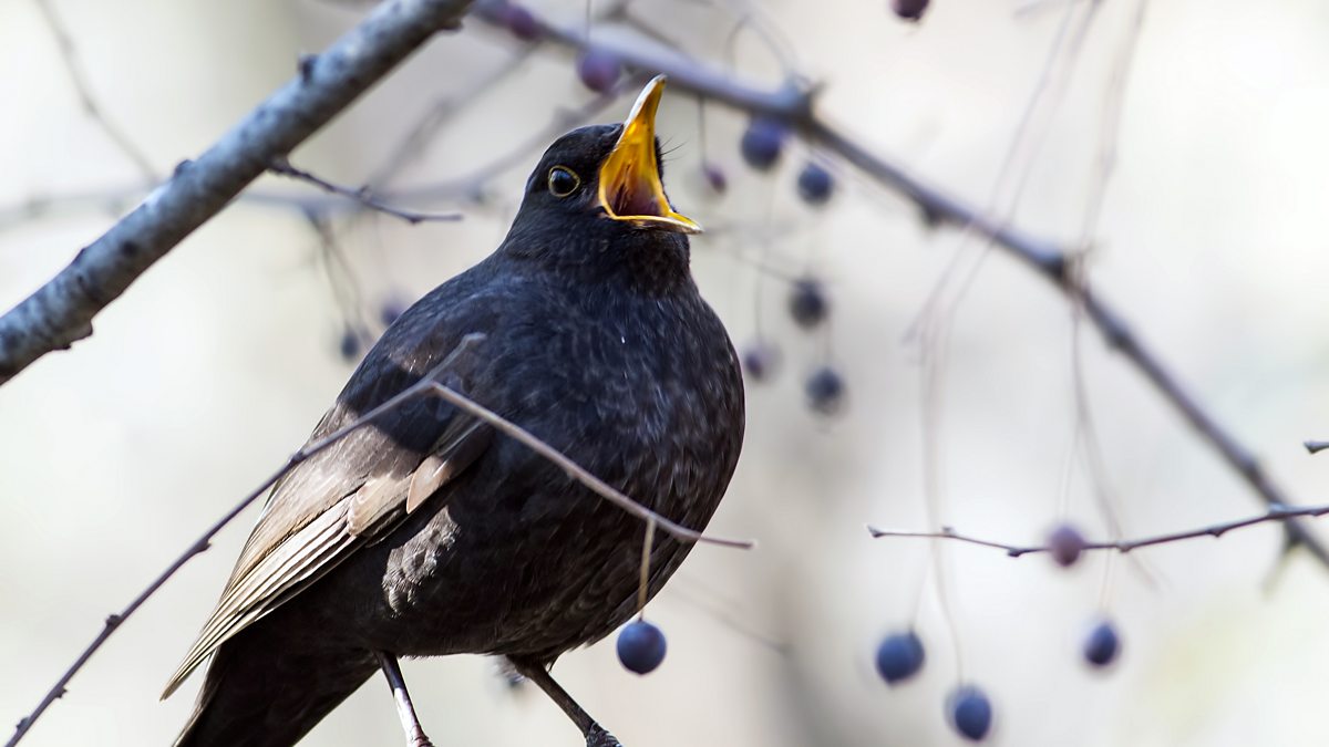 BBC Scotland - BBC Scotland - Why have our garden birds gone so quiet?