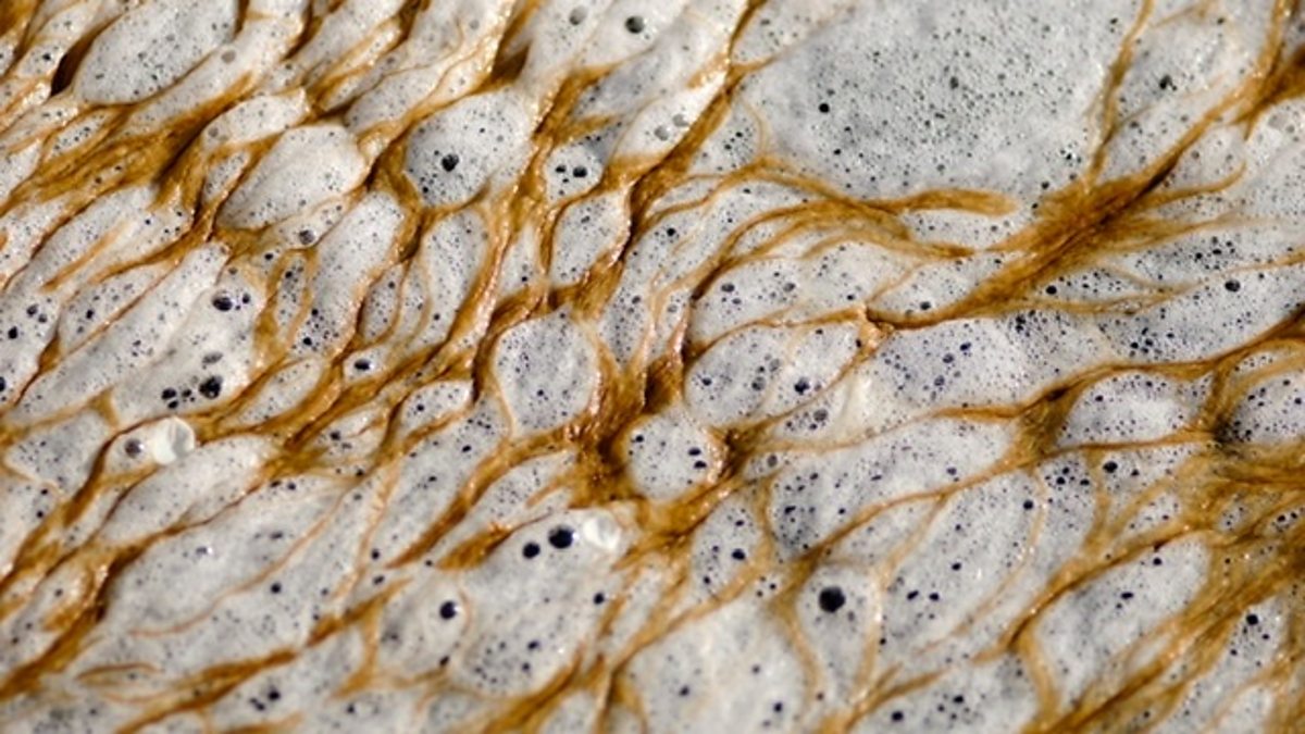 BBC Radio 4 - The Life Scientific - Six disgusting (and sometimes ...