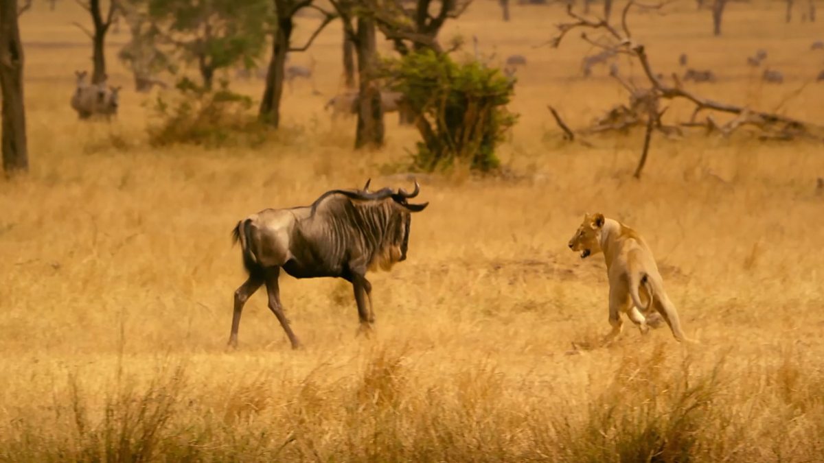 BBC One - Serengeti, Series 2, Power, Gnu and his mother fight off Kali ...
