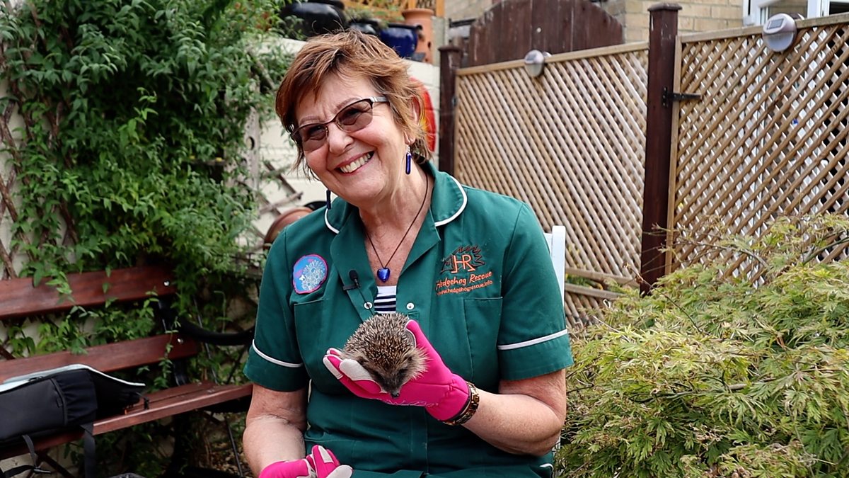 BBC Radio Bristol - James Hanson, Claire Cavanagh sits in (13/09/2021), Hedgehog Rescue Centre ...