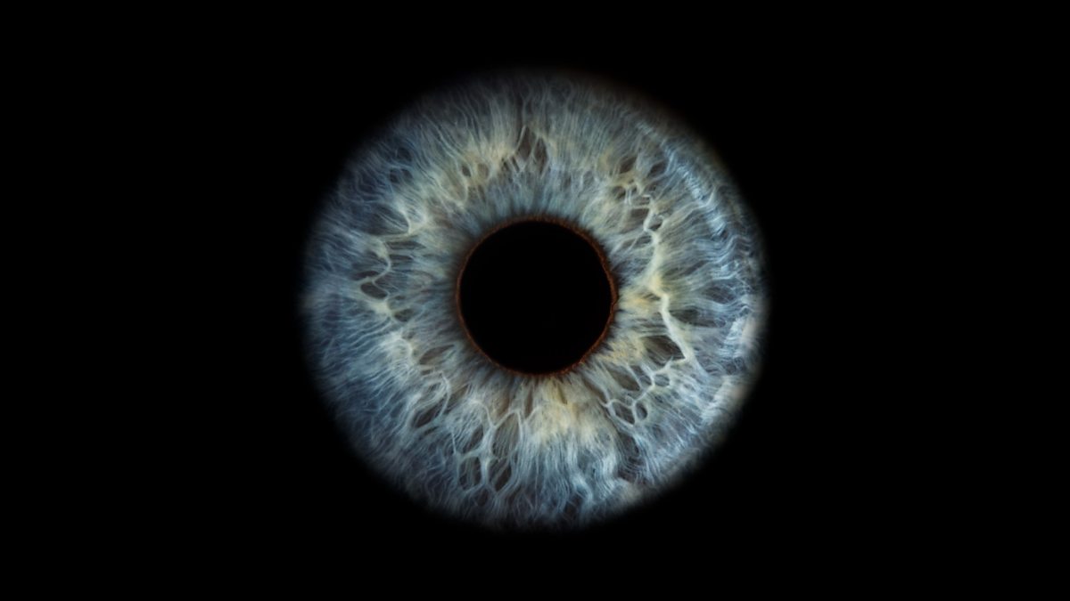 BBC World Service - CrowdScience, How did eyes evolve?