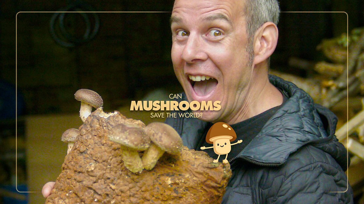 BBC Radio Wales - Can Mushrooms Save the World?