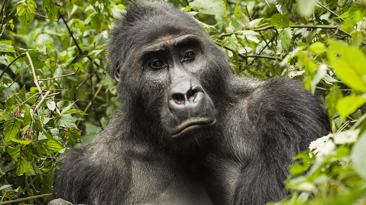 BBC One - The Earthshot Prize, Repairing Our Planet, Protect & Restore ...