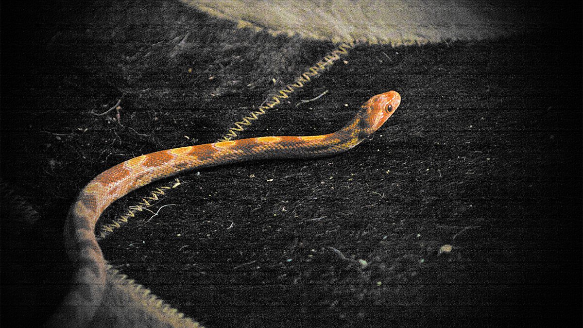 BBC Radio 4 Extra - The Man and the Snake by Ambrose Bierce